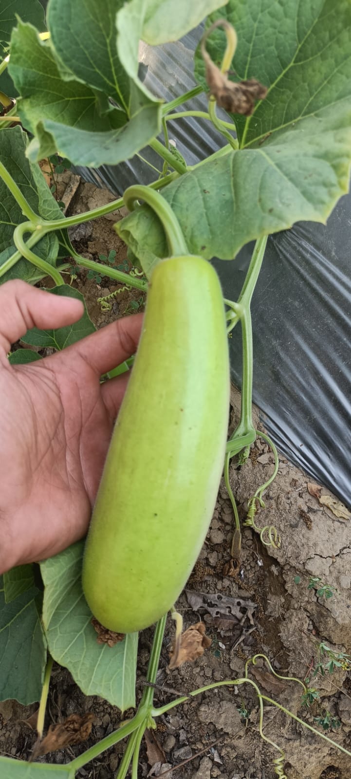 Dhaam Organic- Organic Food