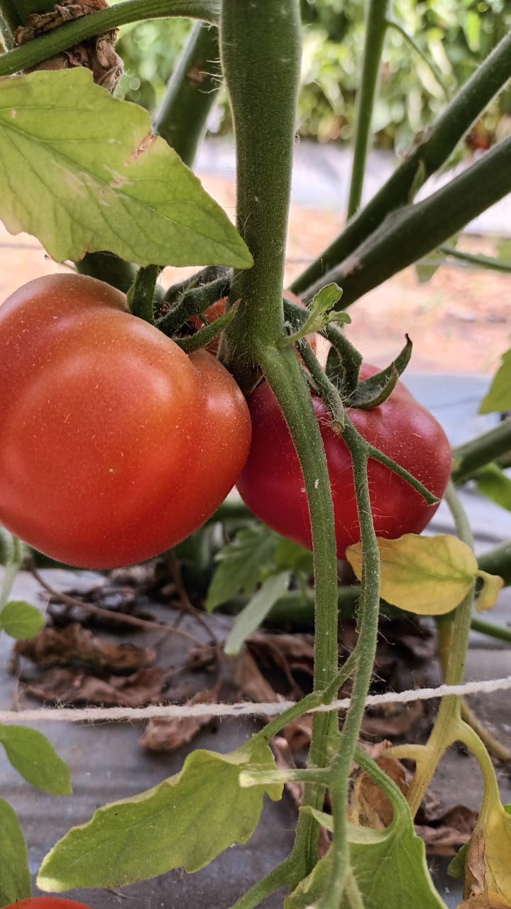 Dhaam Organic- Organic Food