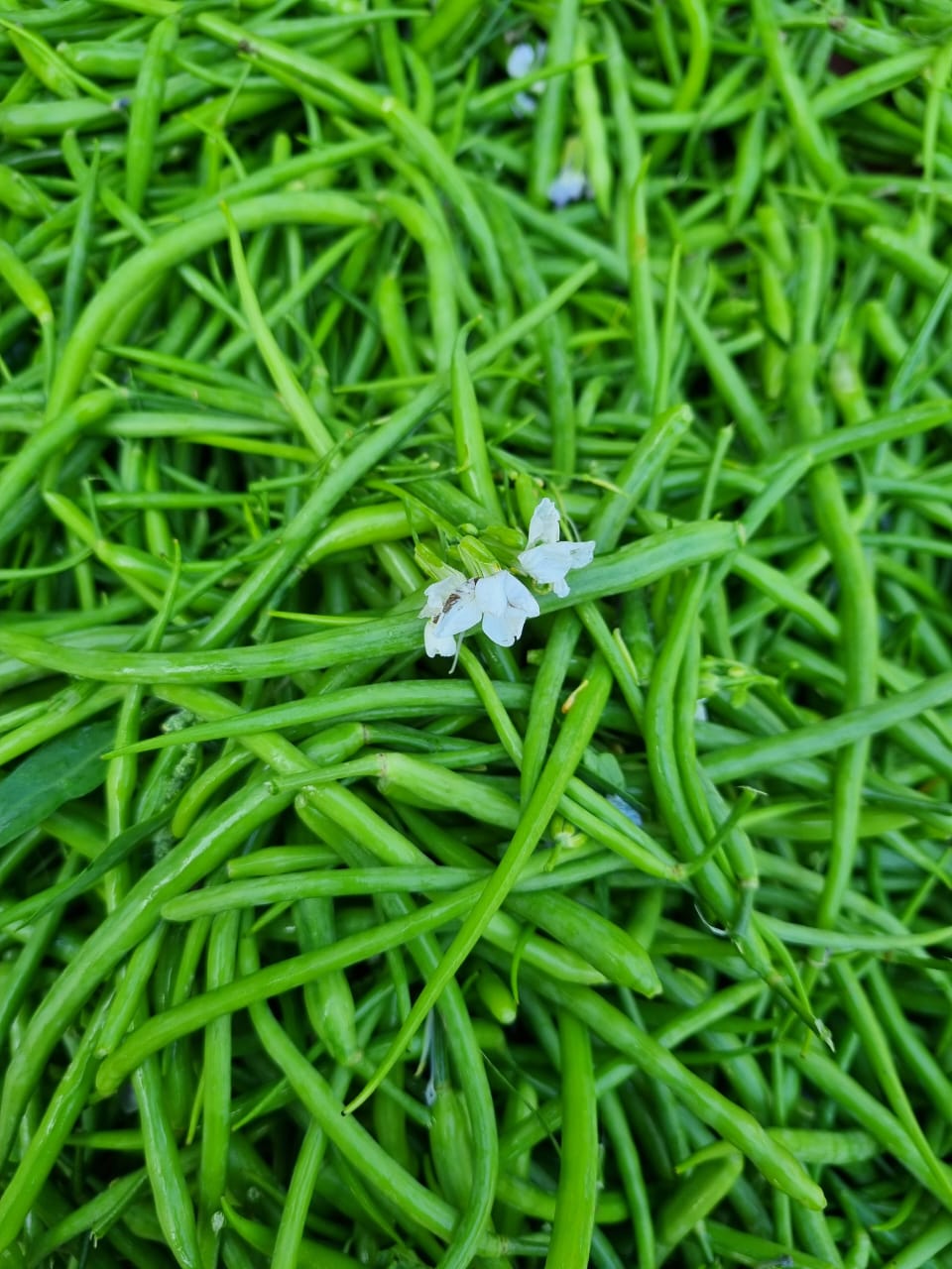 Dhaam Organic- Organic Food