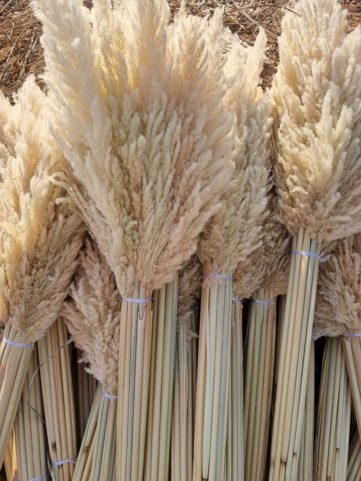 Dhaam Organic- Organic Food