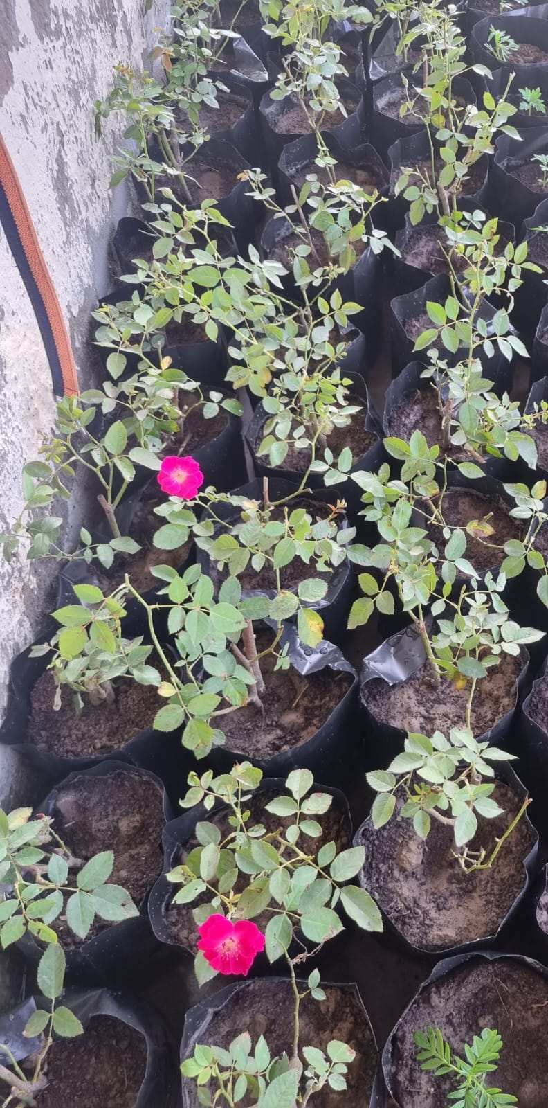 Dhaam Organic- Organic Food