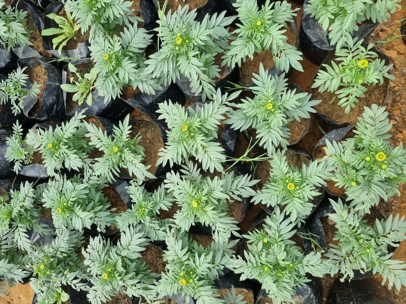 Dhaam Organic- Organic Food