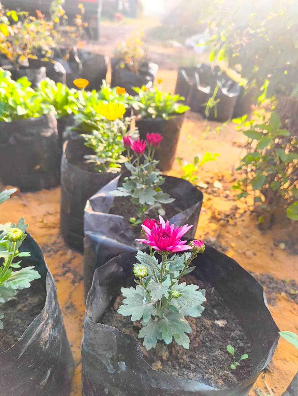 Dhaam Organic- Organic Food