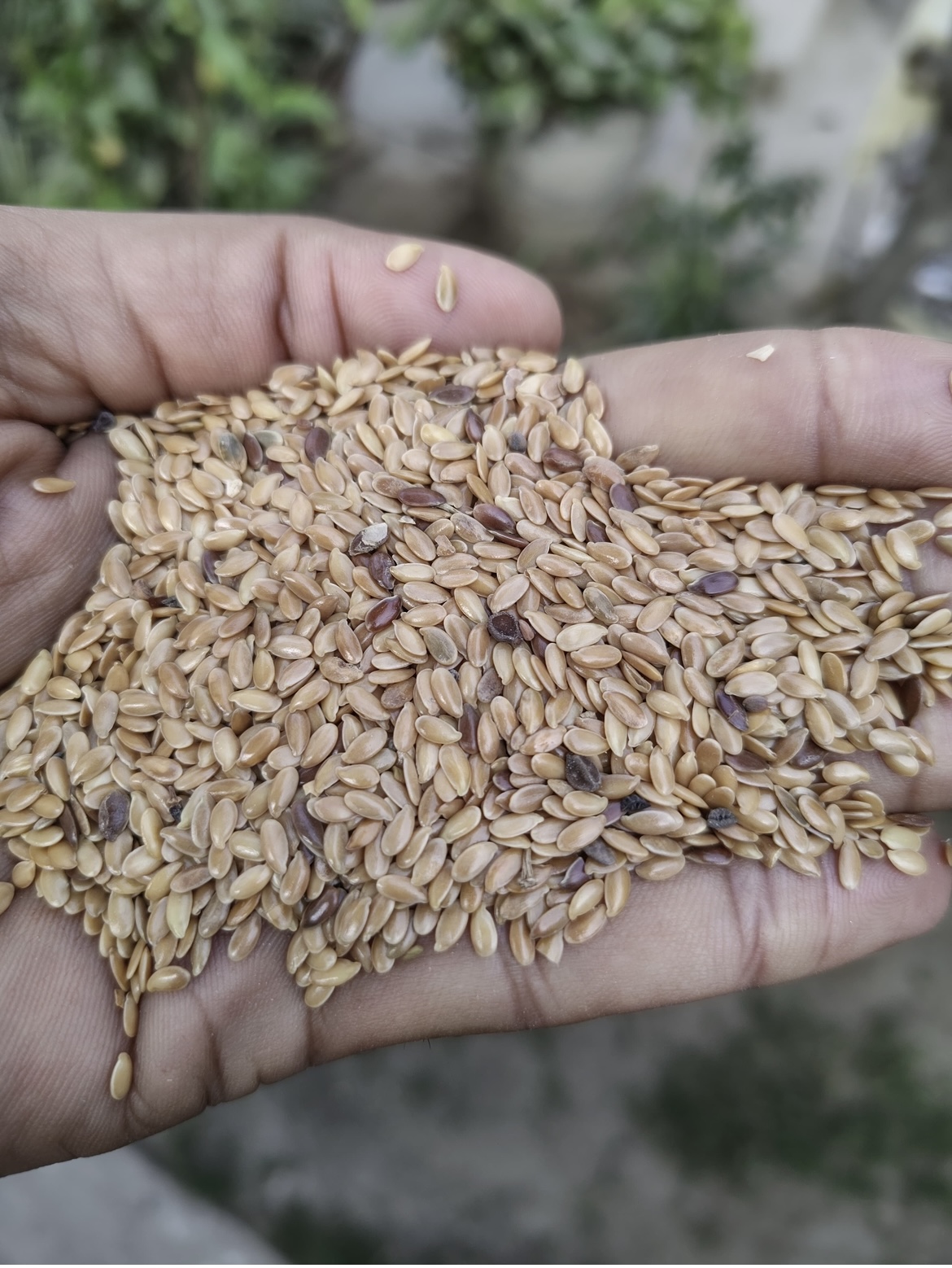 Dhaam Organic- Organic Food