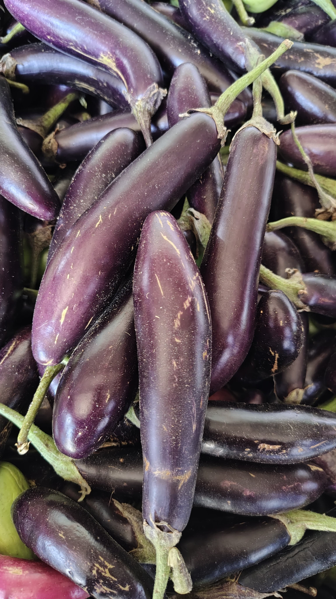 Dhaam Organic- Organic Food